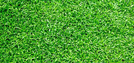 Lawn Fertilisers Australia - Lawn Rules Australia